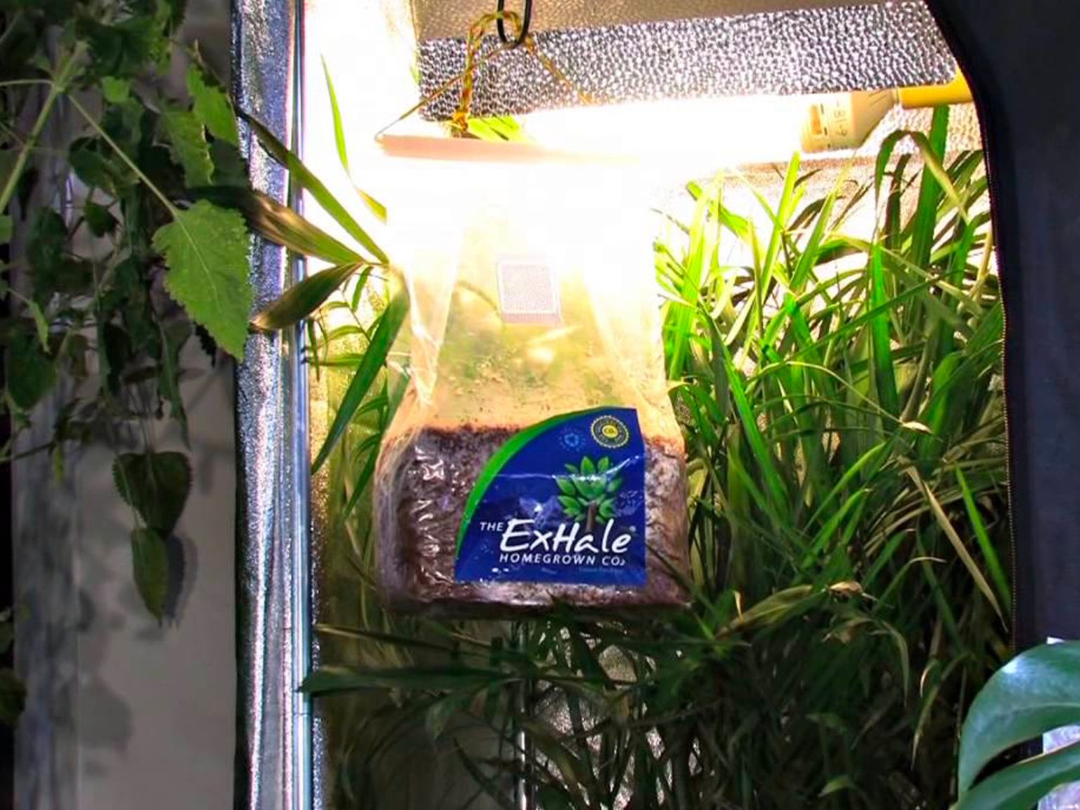 Back in! - Exhale CO2 Bags - The Greenhouse Effect | GHEDirect